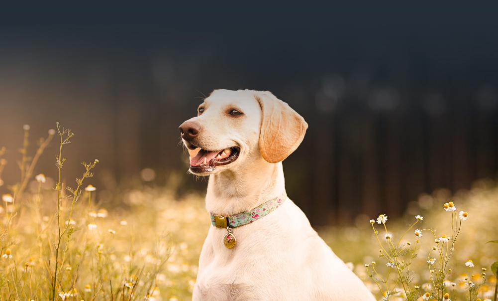 Mieux comprendre mon chien - Vet'inweb